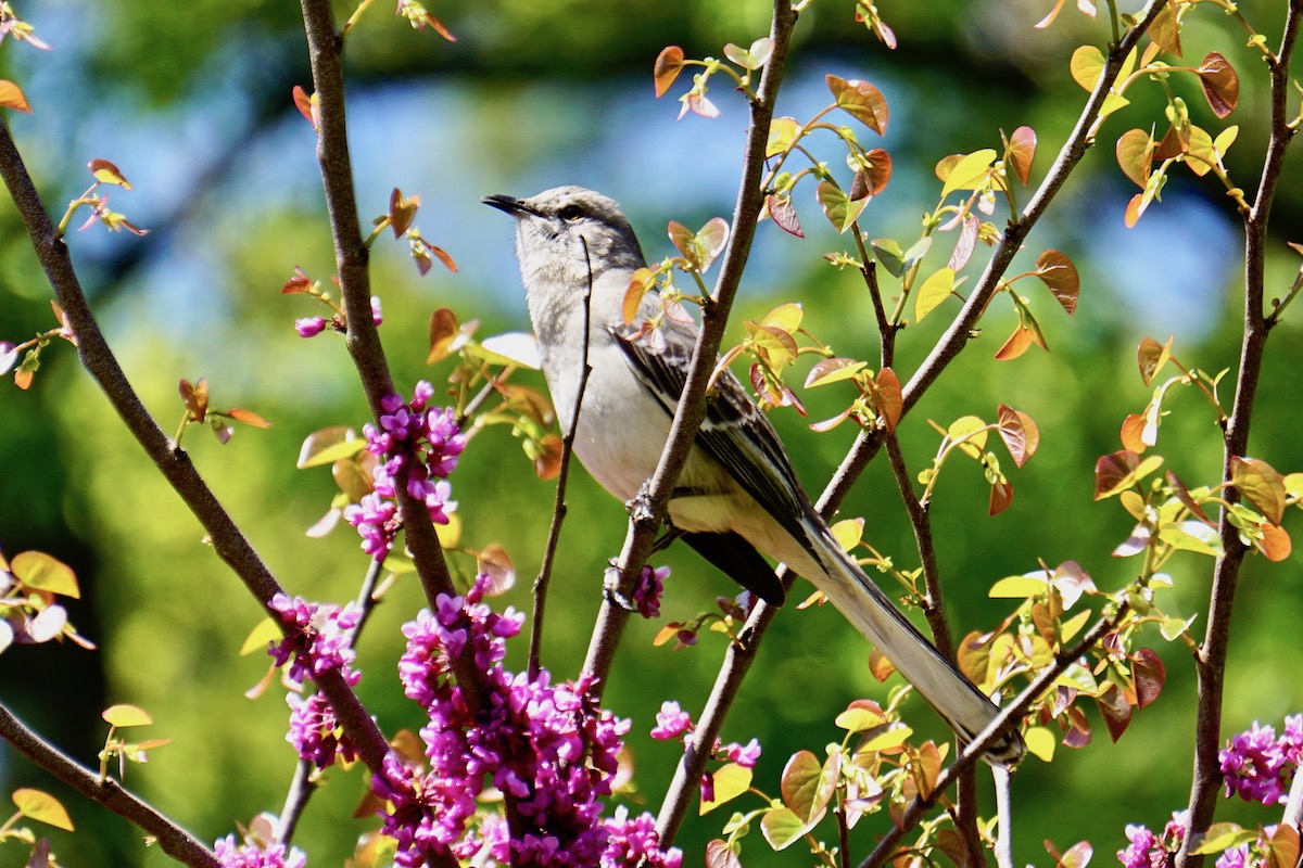 Birdwatching in Brooklyn; An Act of Mindfulness – OBSRVNC