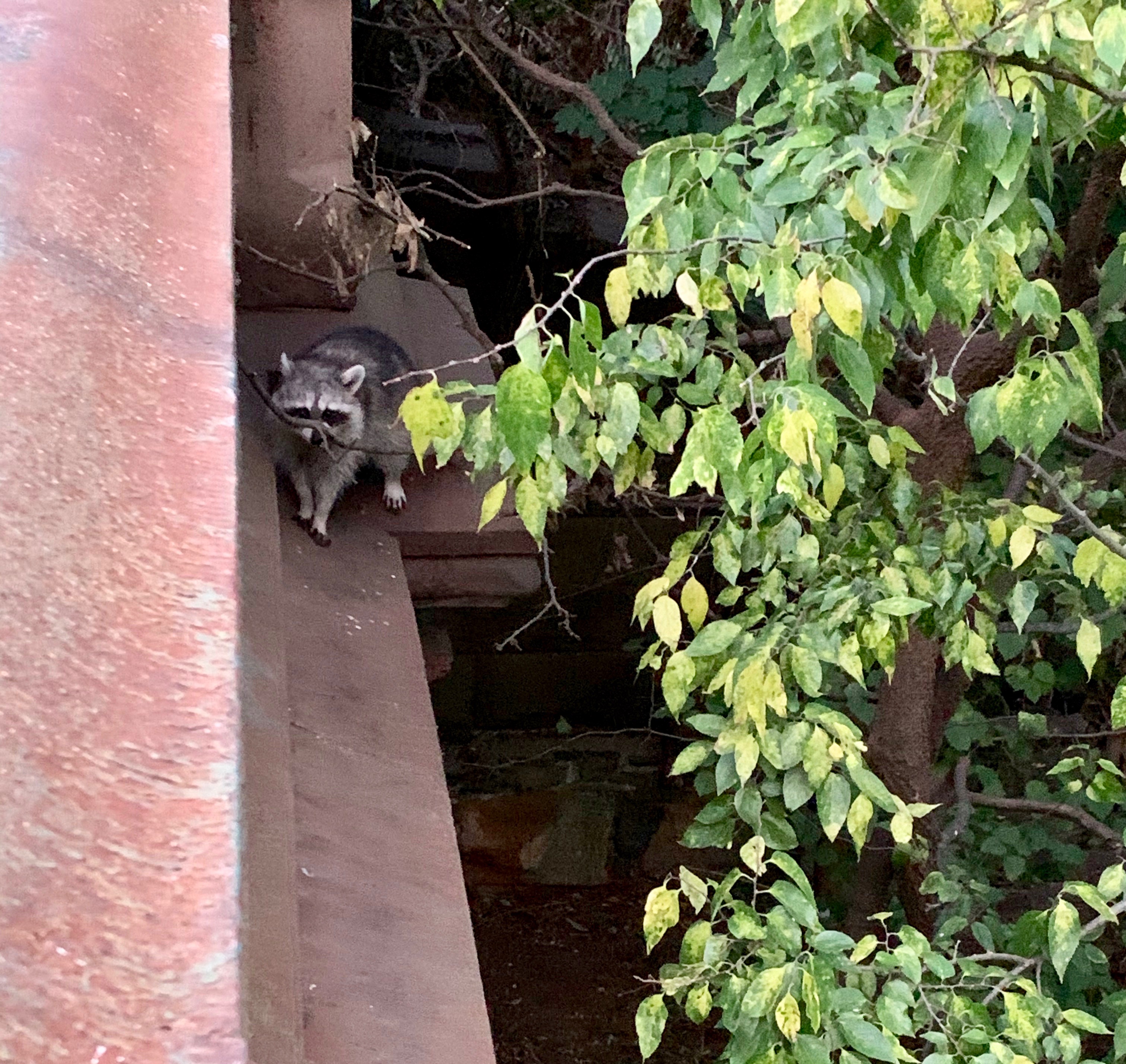 How to be Present in Nature Part VI: Listen – OBSRVNC